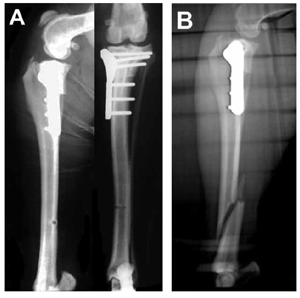 Teknik Operasi Fraktur Pelvis, Femur, dan Tibia-Fibula pada Hewan ...