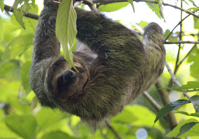 Natural History, Creation and Religious Conflicts: January 2016