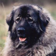 El Perro Pastor yugoslavo de Charplanina - Razas de perros | Perros ...