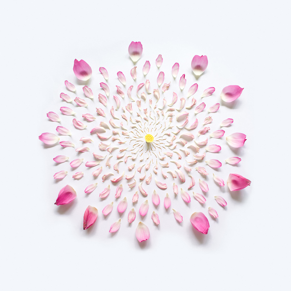 MILKTOAST: beautifully deconstructed flowers.