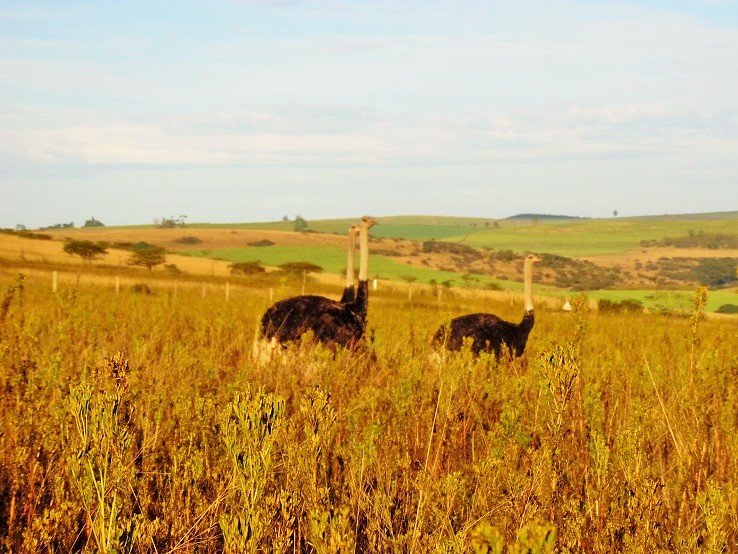 THE BIRDS: TALA NATURE RESERVE AND SURROUNDS
