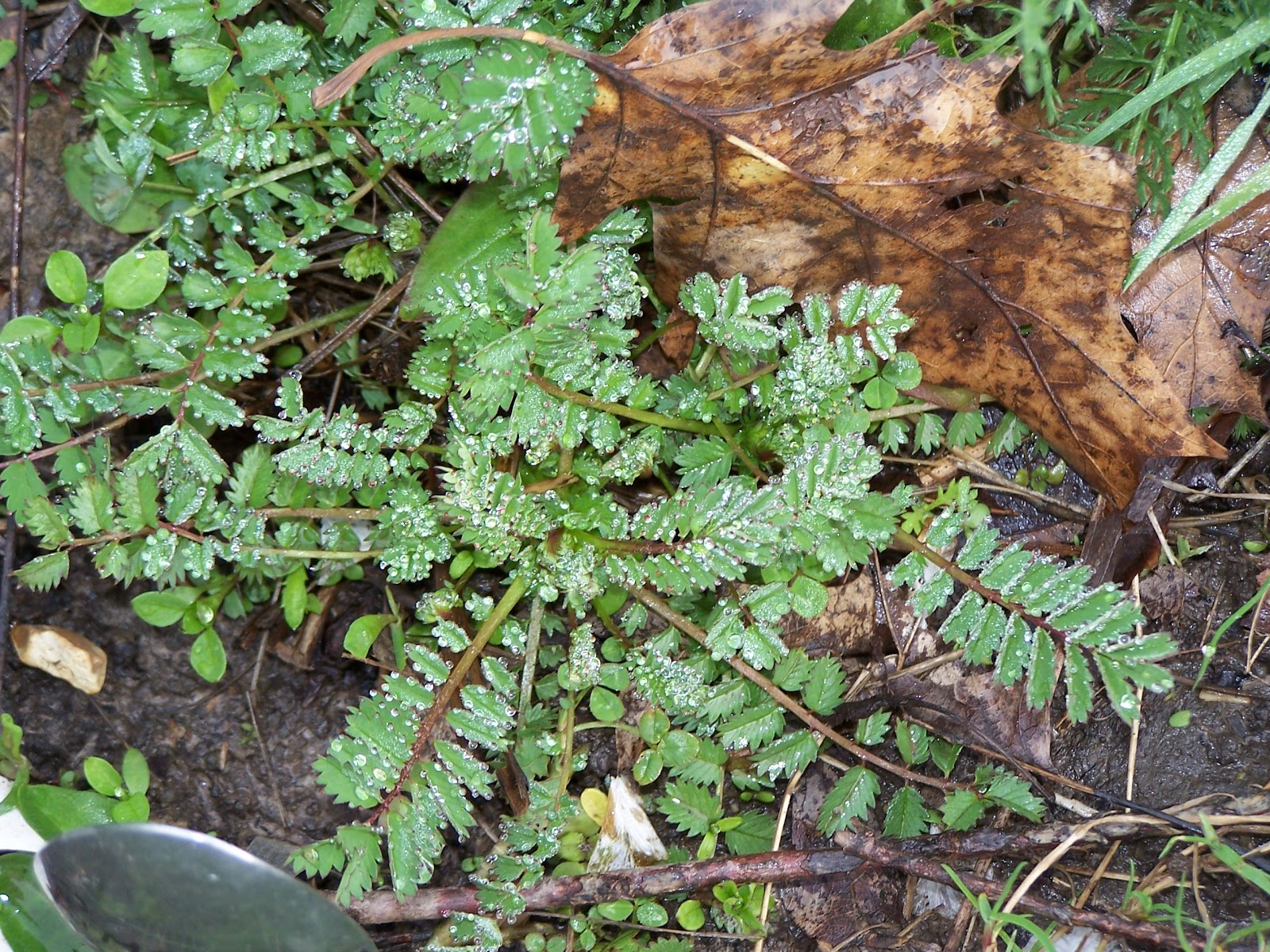 Quelques plantes sauvages comestibles en début de saison