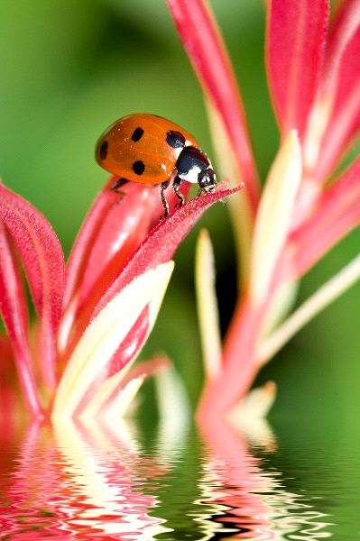 catarinas: DONDE VIVEN LAS CATARINAS