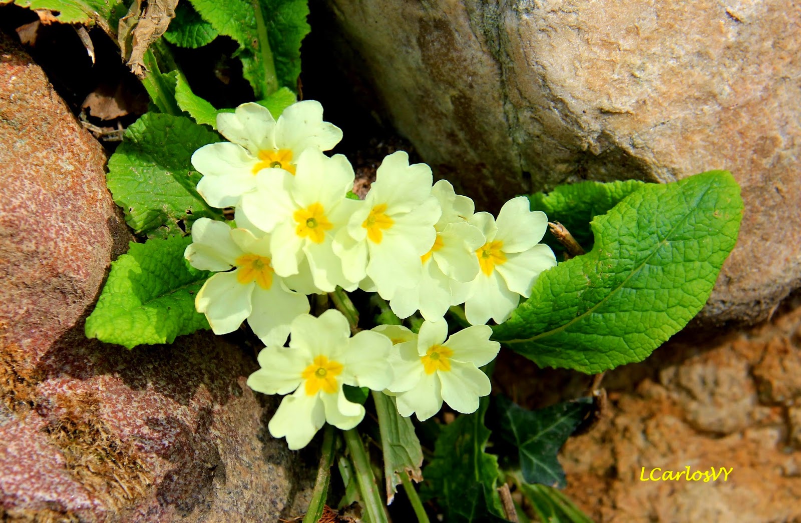 Plantas silvestres de Asturias: Primavera - Primula vulgaris
