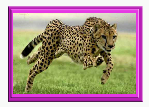 Los animales más veloces: Los 10 animales mas veloces