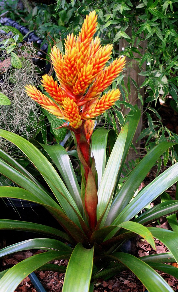 Bromeliads "My Collection": **NEW*PHOTOS & More..