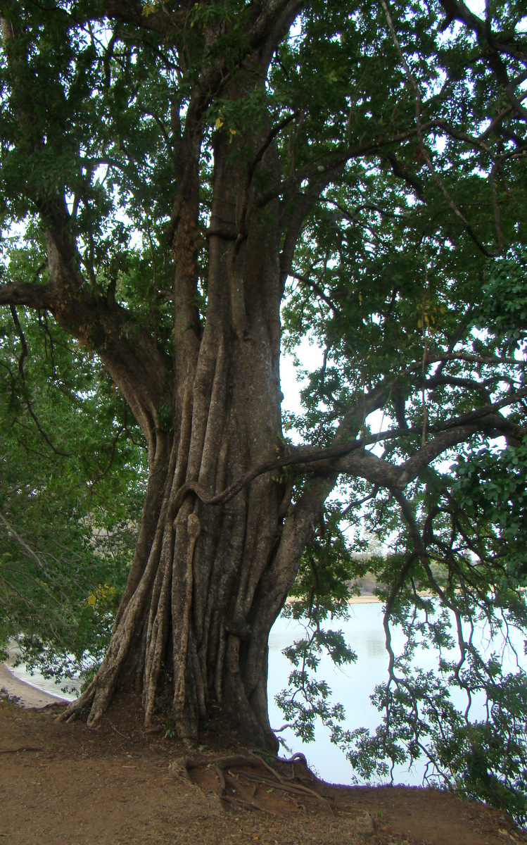 Discover-SriLanka: SRI LANKA - MAMMOTH TREES [ SORABORA ]