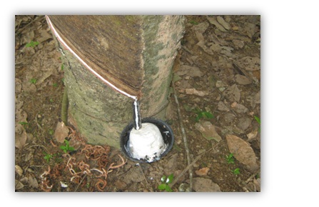 RBSniaga: SUPER GETAH : MENGGANDAKAN PENDAPATAN BULANAN ANDA!!