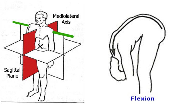 Actividad Física y Hábitos Saludables: EJE AXIAL