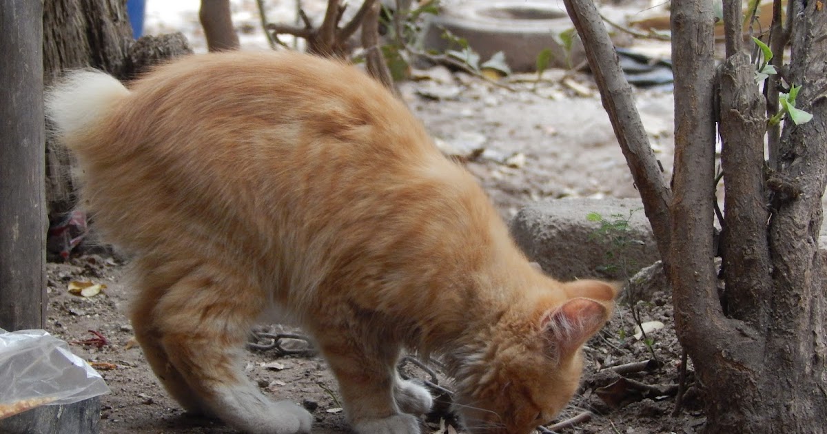 Ciencia,Arte, Química: Gato conejo. Aquí en al región lo conocen como ...