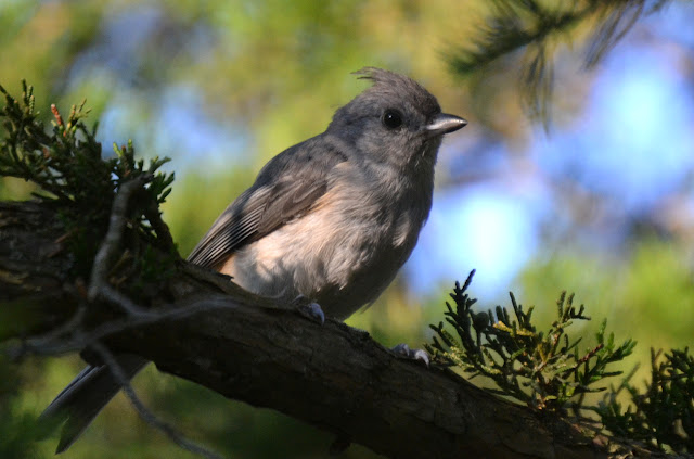 Woods Walks and Wildlife: A Titmouse Family Outing