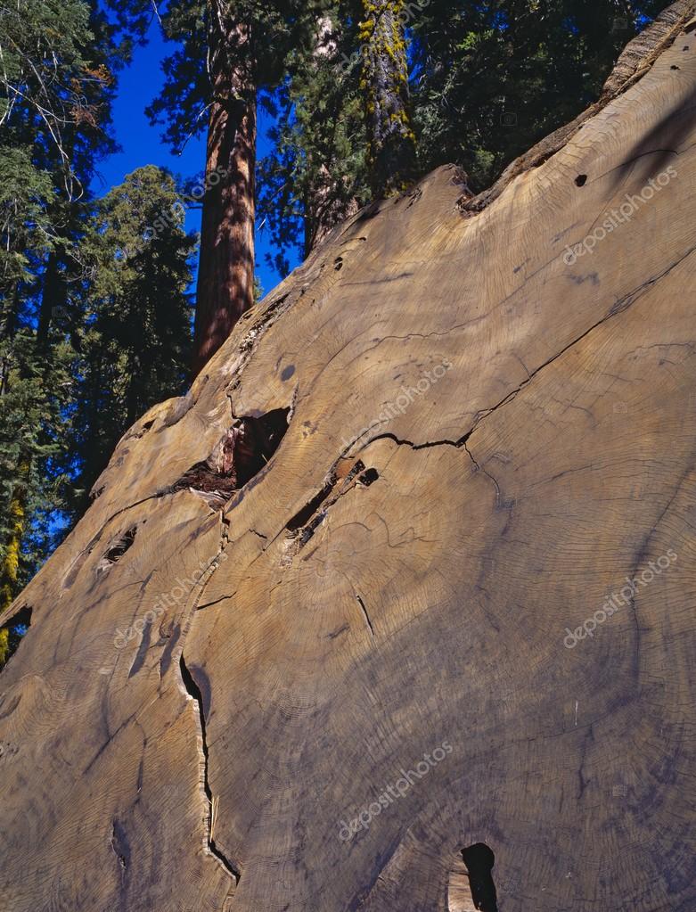 Sequoia sempervirens «secuoya» - Id Plantae