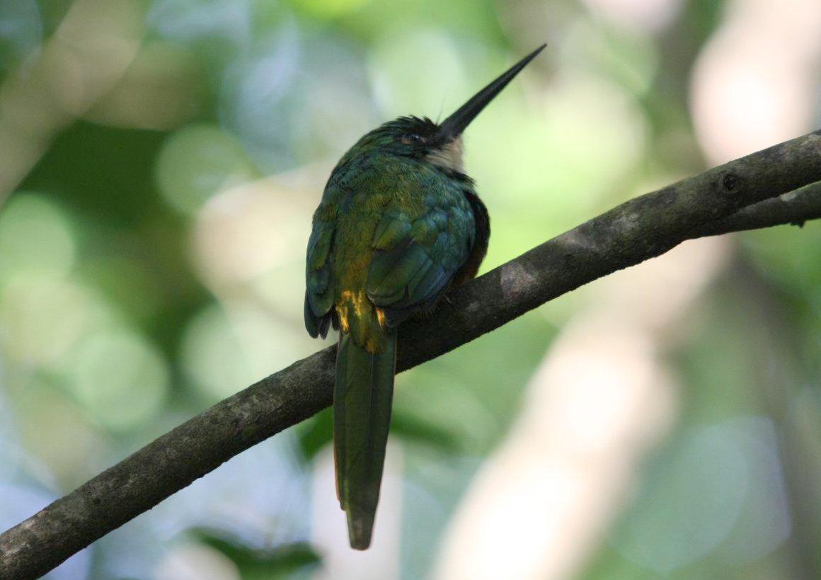 BOULTHAM MERE: RUFOUS TAILED JACAMAR