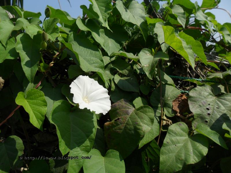 Dudh Kolmi Ful(দুধ কলমী ফুল) - Ipomoea turpethum