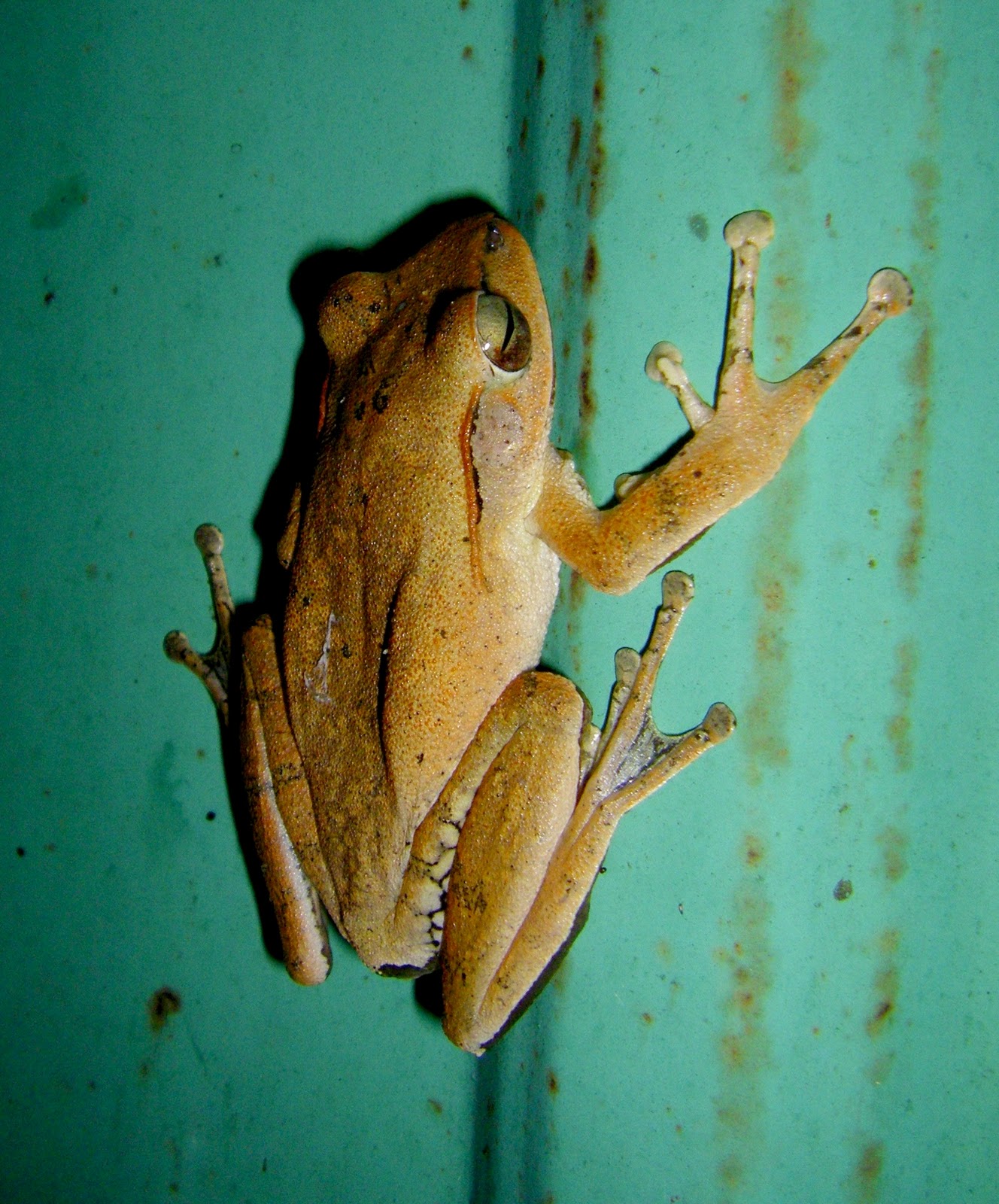 Fauna Photography Formosa: White-lipped Tree Frog (Taipei)