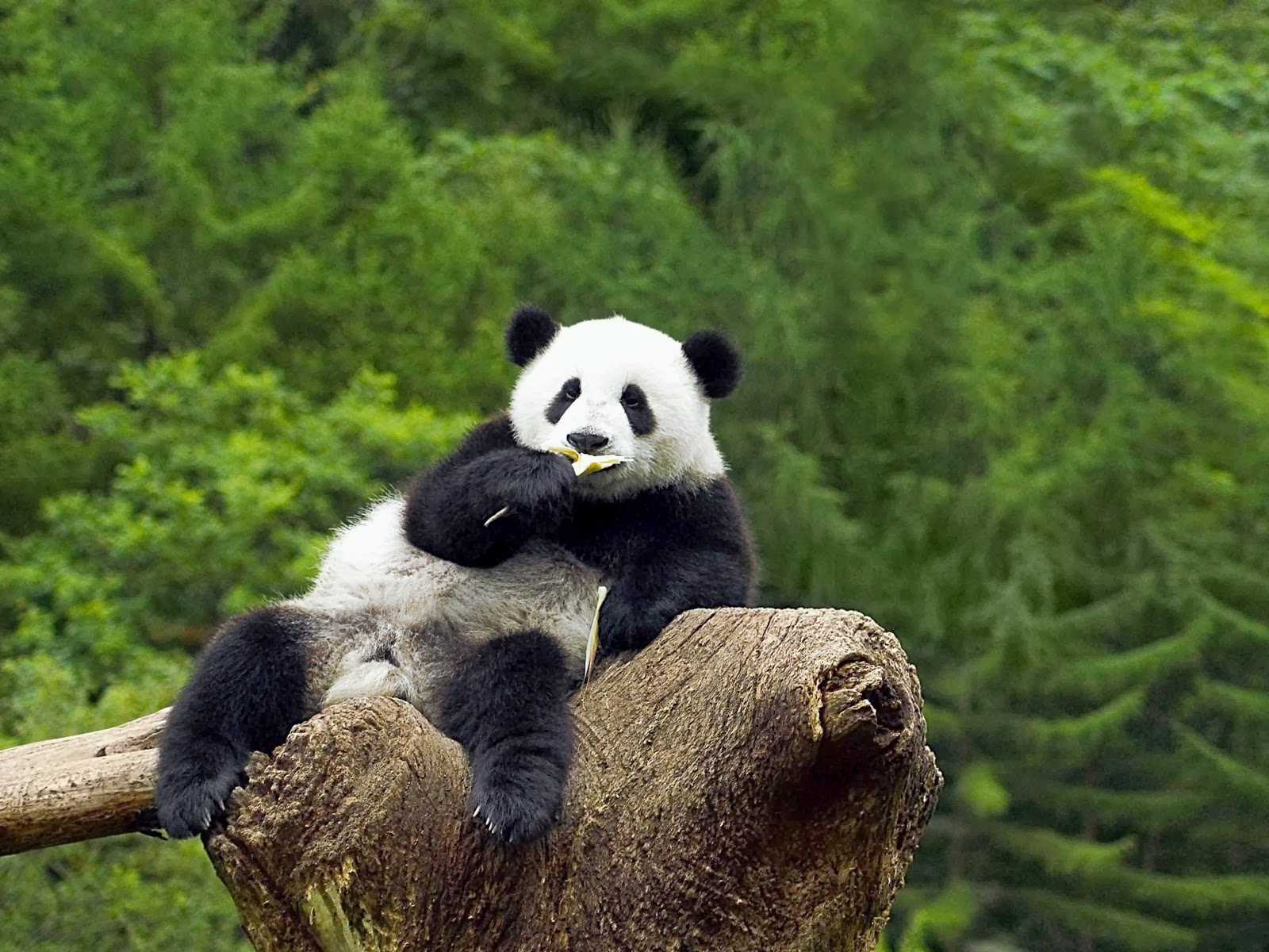 ANIMALES : El oso panda