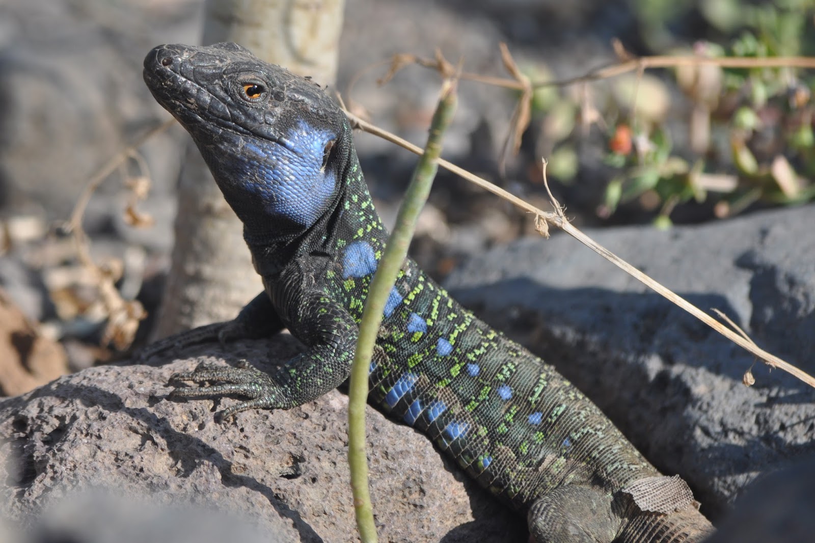 ZOOTOGRAFIANDO (6.100 ANIMALS): LAGARTO TIZÓN DE CANARIAS / GALLOT´S ...