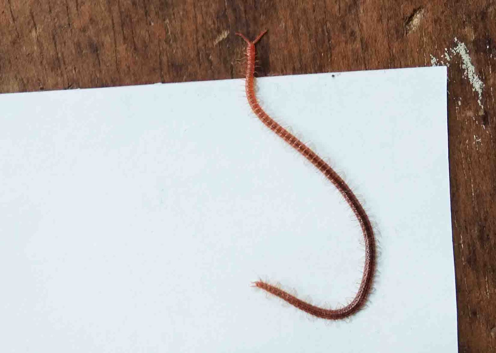 Apa itu Lenyai (Leunyai, Reno, Rena, Lena), Hewan Berdarah Hijau ...