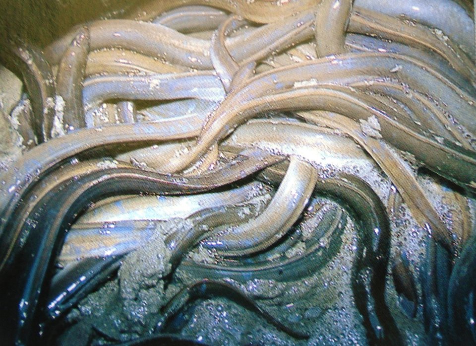 PescaePesca: Pesci in Sicilia di acqua dolce