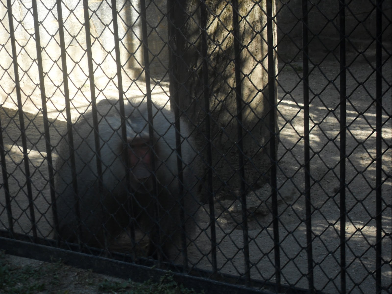 Guia Rio: RIOZOO - Fundação Jardim Zoológico da Cidade do Rio de Janeiro