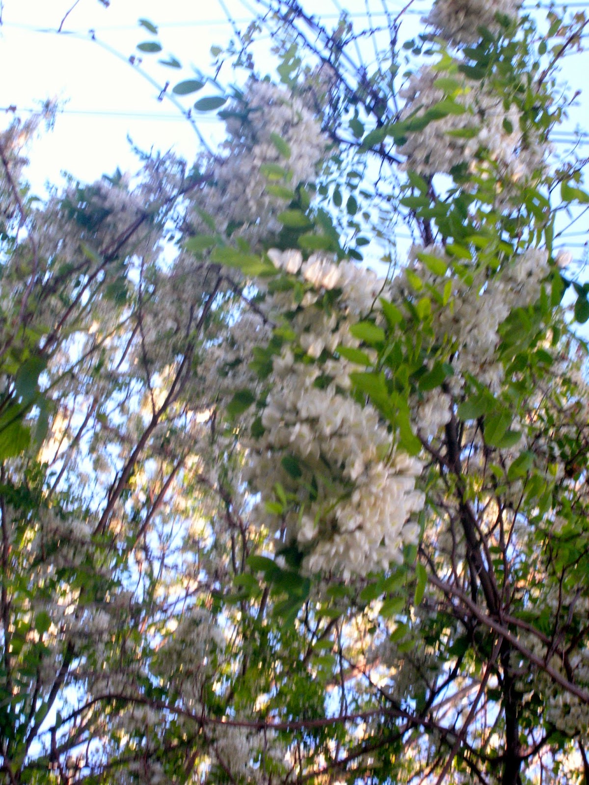 Memphis Trees: Eye catching trees