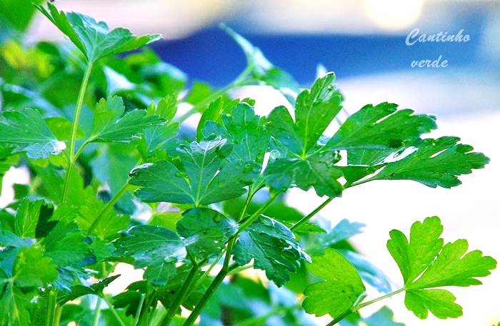 Cultivo da salsa - Cantinho verde - horta e jardim