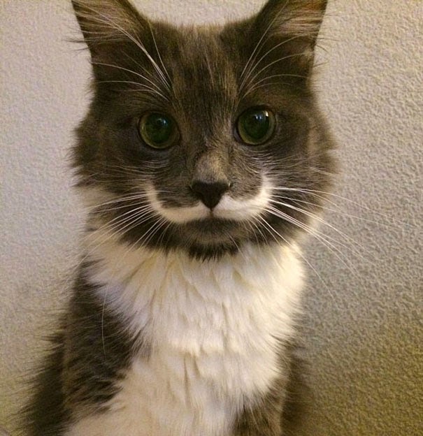 White Wolf : 13 Animals Famous For Their Unusual Fur Markings (PHOTOS)