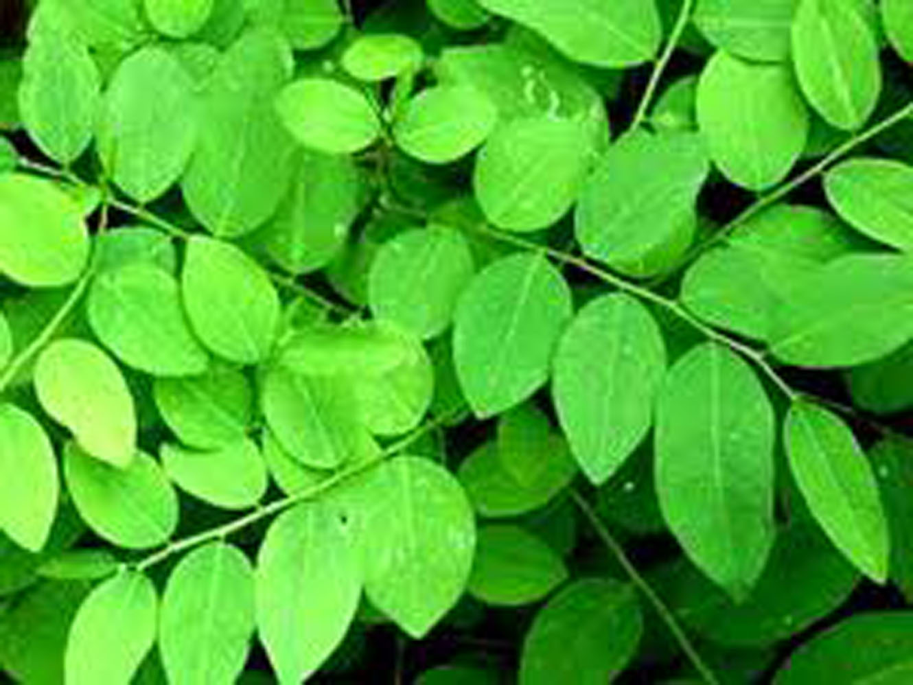 Manfaat Daun Katuk (Sauropus androgynus)