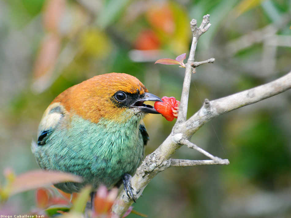 Cultura Guaraní: Tangara preciosa