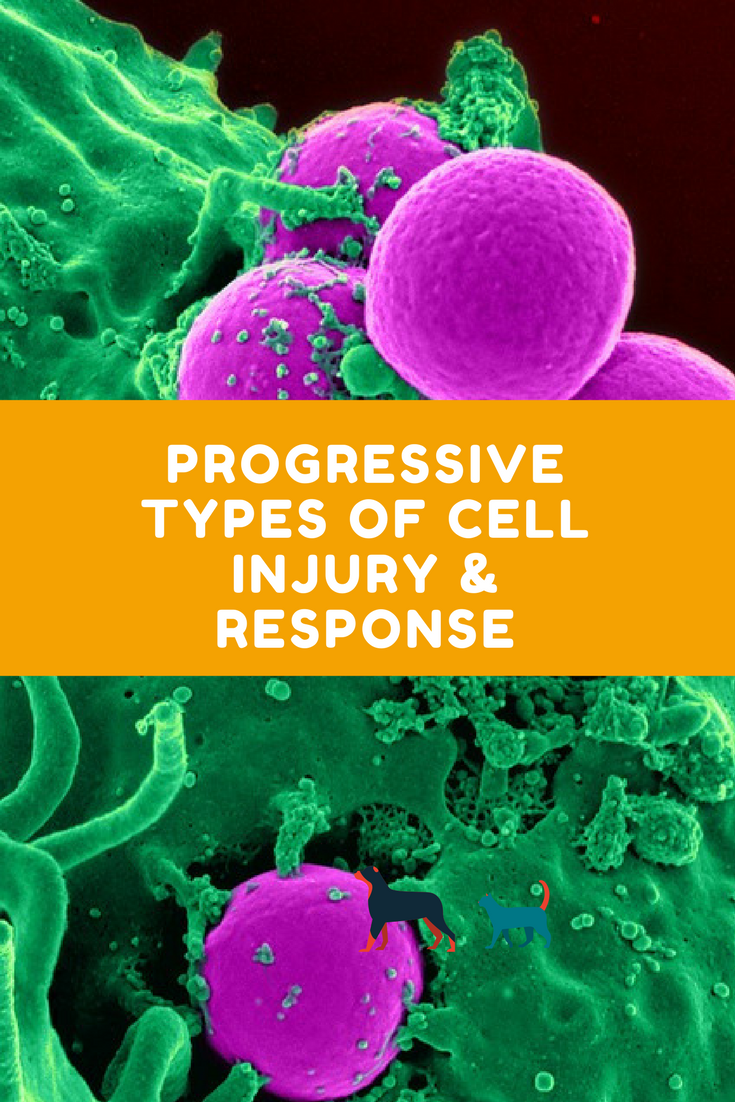 Progressive Types Of Cell Injury & Response
