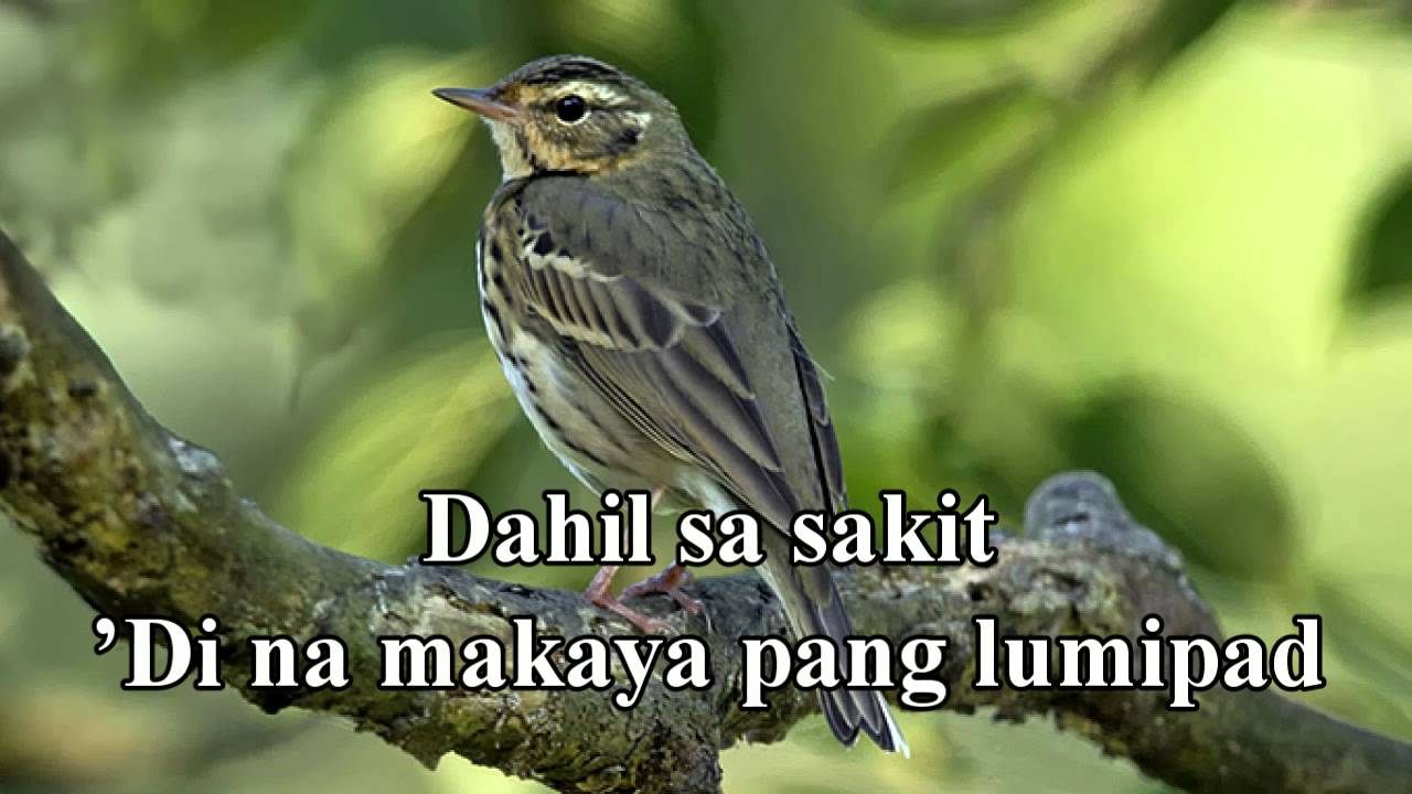 ang pipit lyrics - philippin news collections