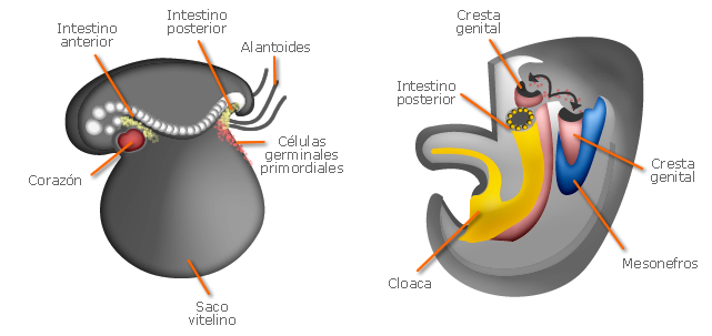 Madrid Urología: Embriología del Aparato Genito Urinario. Sección 5. MU.