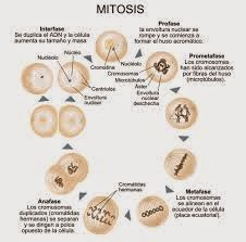 FASES DEL CICLO CELULAR: PROMETAFASE