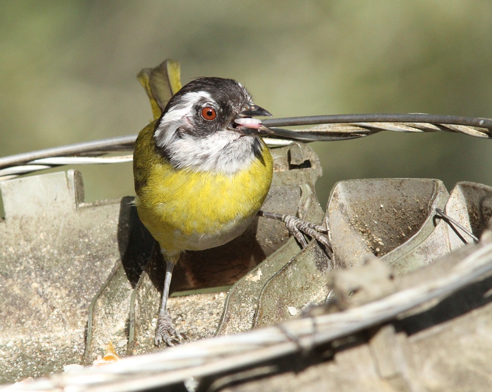 Birding Berrien and Beyond: my best tanager pics ever
