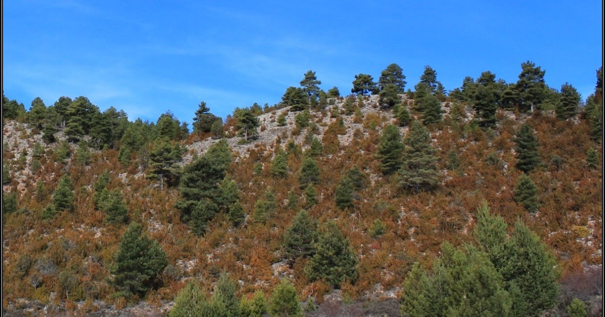 PuraSierra: El boj, la planta amiga: Características, usos y toponimia