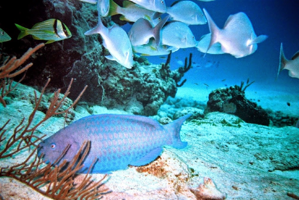 PARROTFISH photos - wallpapers (ανανεωμένο) | the fun bank