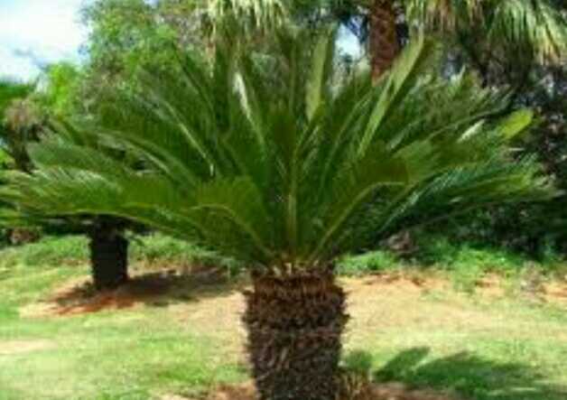 Awas!!! Tanaman Hias ini Beracun Jauhkan Dari Kanak Kanak