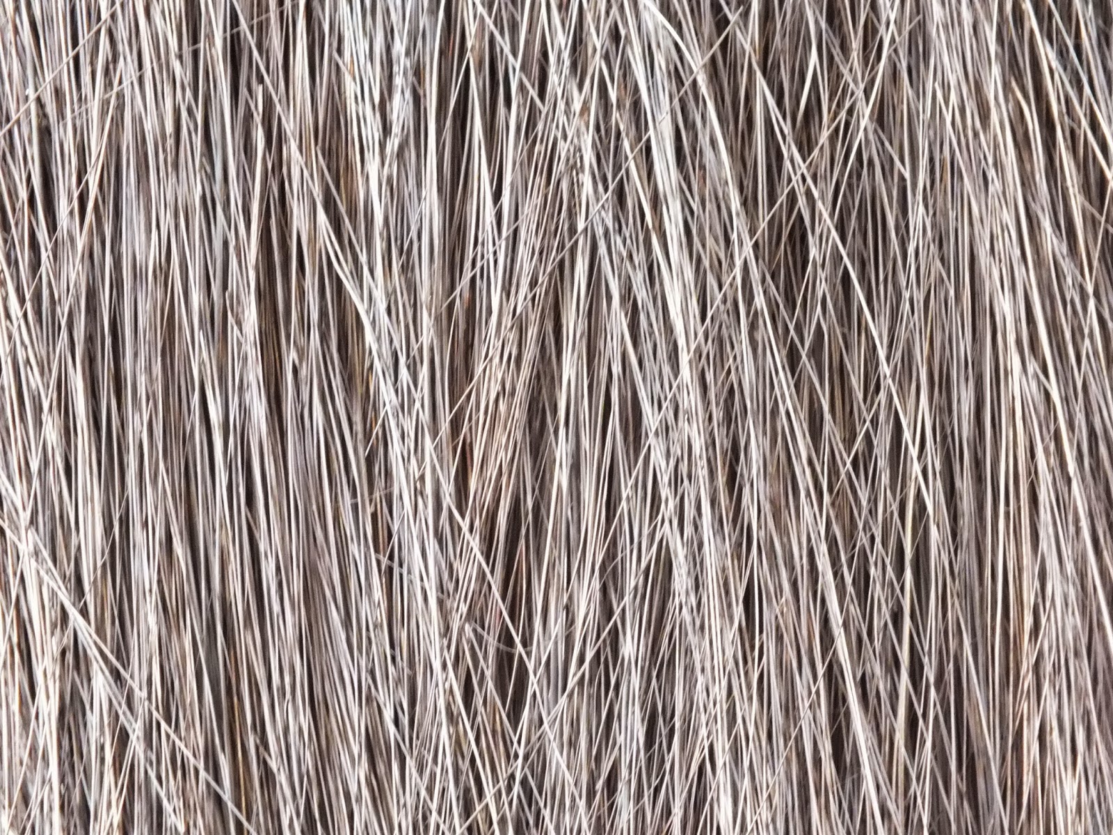 TENTANG IJUK: Serat Ijuk Sangat Baik Untuk Campuran Beton