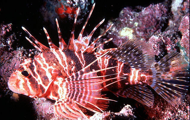 HIMB Community Education Program: What We Can Learn About Thanksgiving ...