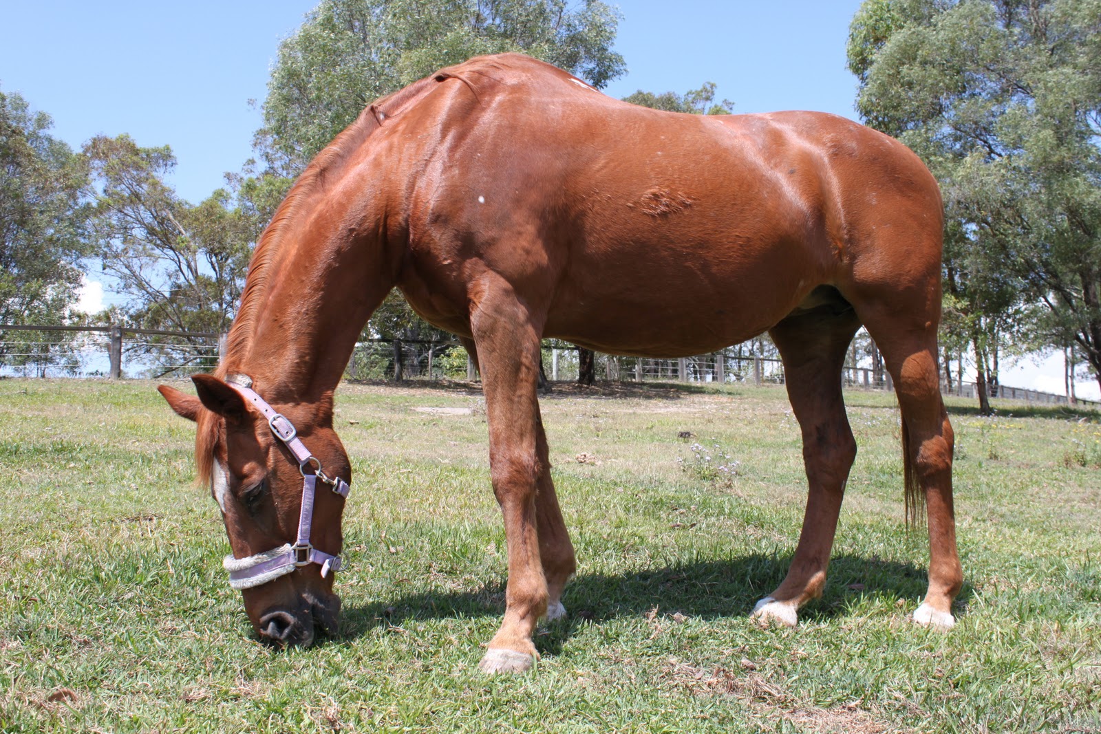 Save a Horse Australia Horse Rescue and Sanctuary: Updated photo's of ...