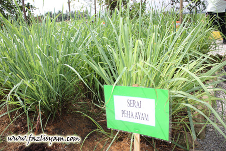 Kesihatan: Kelebihan Pokok Serai.. ~ GUA JAMBU