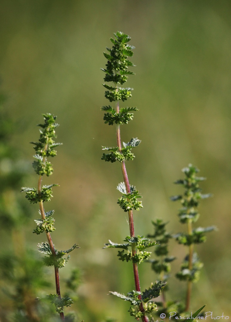 Flore de Camargue: Urtica urens, Petite ortie