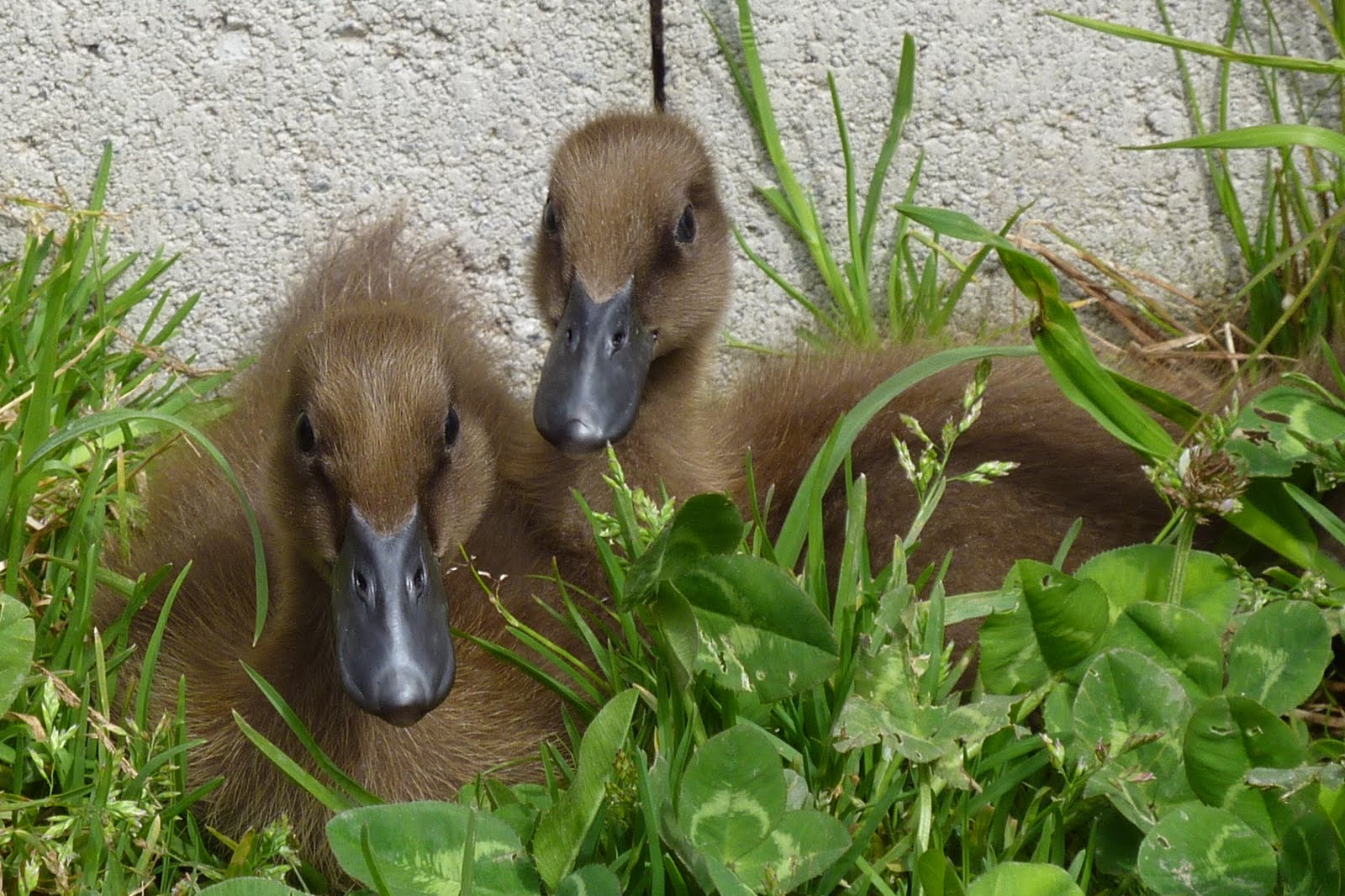 BE-ing Rooted: a Practice in Essential Living: The Ducklings Are Growing Up