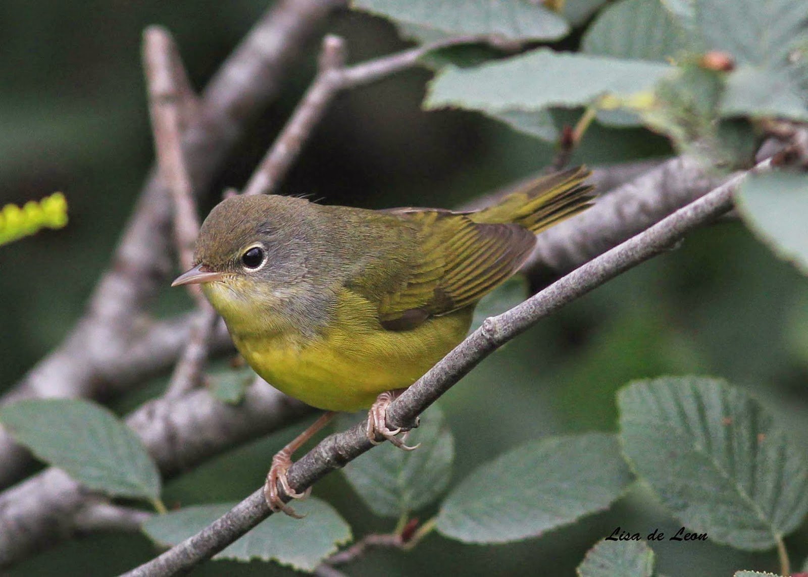 Birding with Lisa de Leon: August 2014