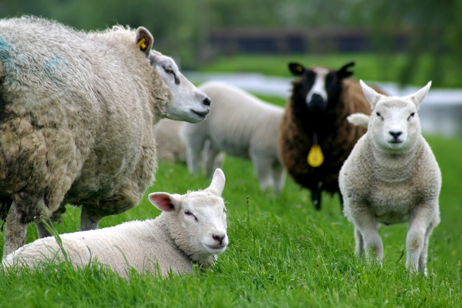 We are crazy about Sheep....baaah..baaah....