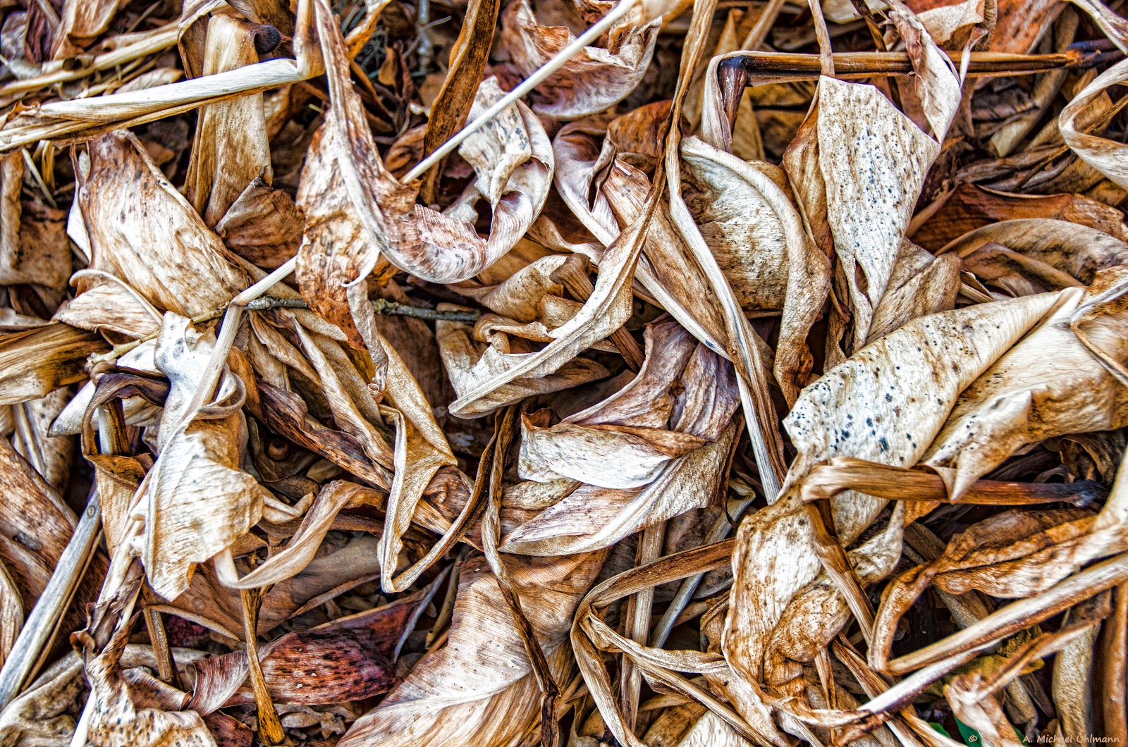 My Photography: Beauty In Decay