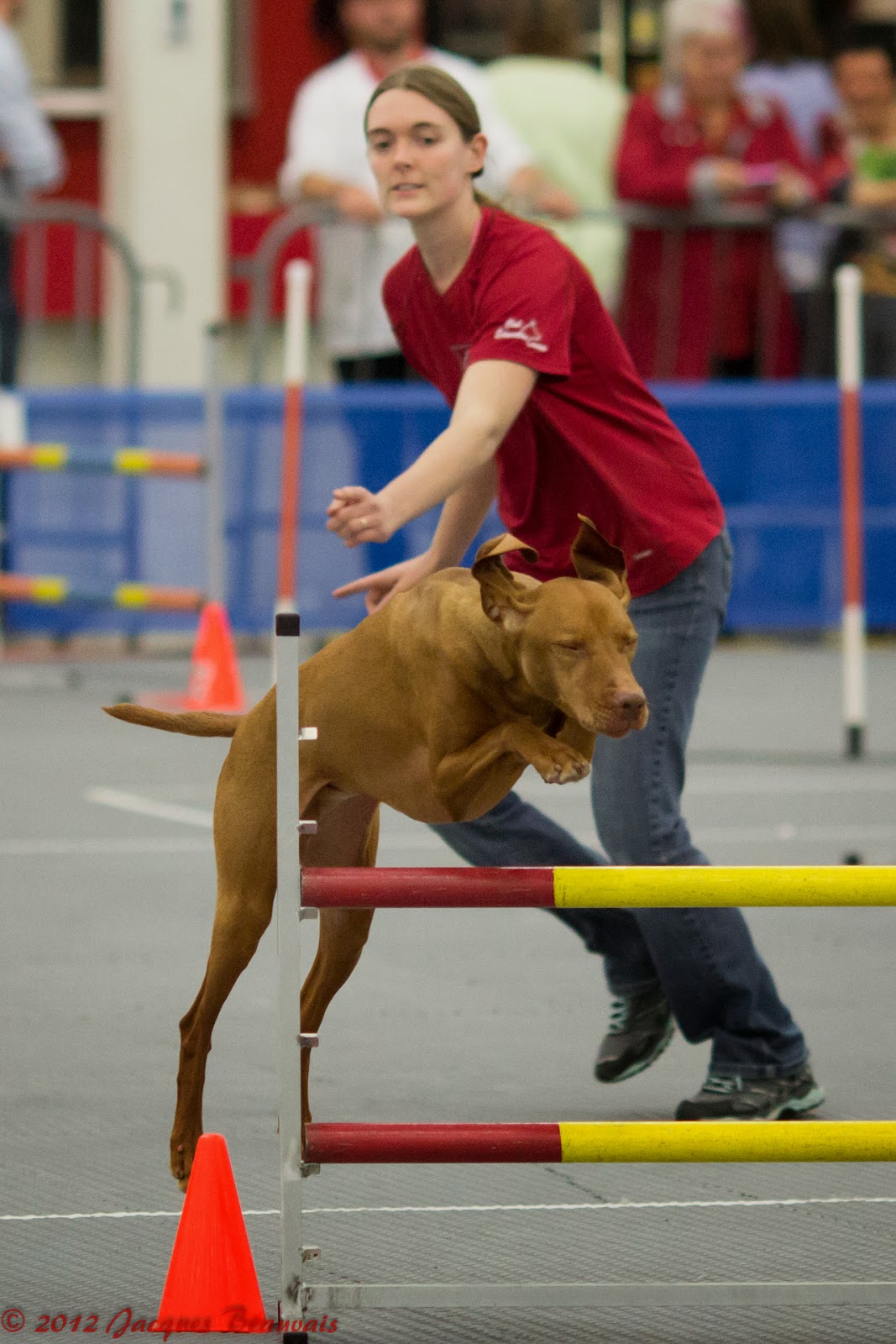 Club Éducation Canine de Sherbrooke: SNAC 2015