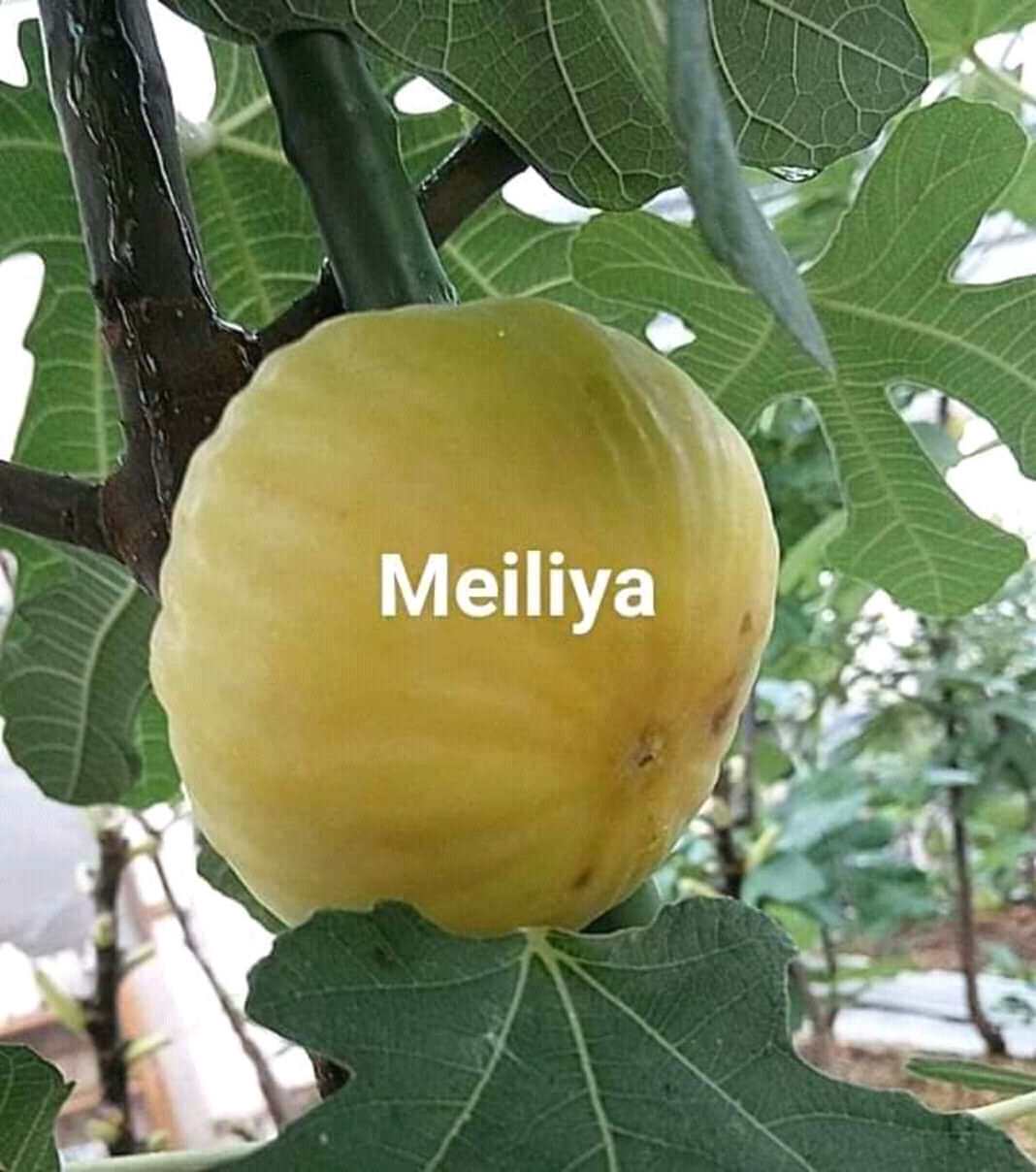 Meiliya Fig - Var Tin