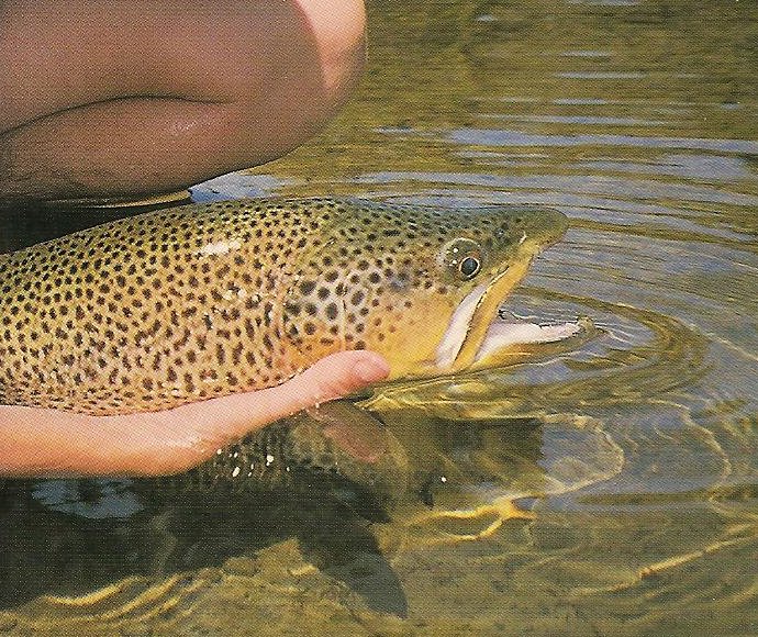 Huc & Gabet: Tasmanian Trout Waters by Greg French.