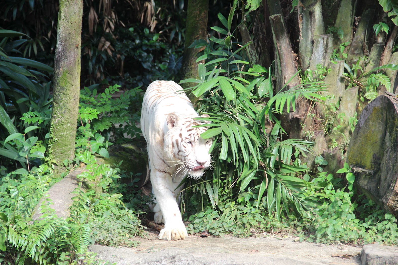 Gabriel's Environment: Tigre blanco - White Tiger in Singapur